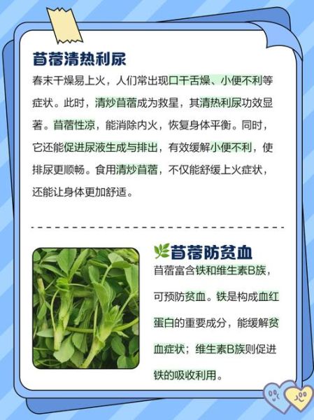 苜蓿菜图片功效_苜蓿菜有什么营养价值-第1张图片-山城妙识 苜蓿菜图片功效_苜蓿菜有什么营养价值-第1张图片-山城妙识