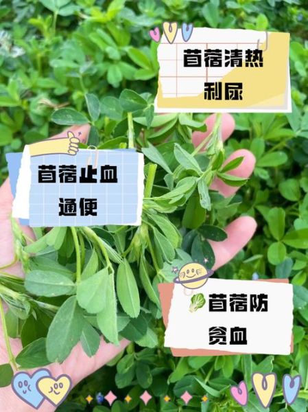 苜蓿菜图片功效_苜蓿菜有什么营养价值-第3张图片-山城妙识 苜蓿菜图片功效_苜蓿菜有什么营养价值-第3张图片-山城妙识