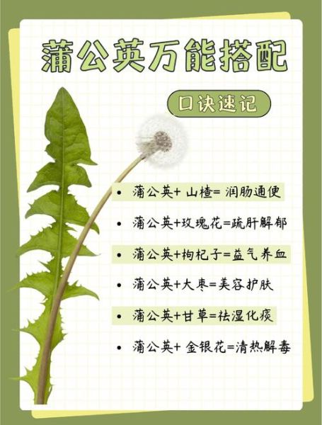 蒲公英治什么病最好_蒲公英的功效与作用-第1张图片-山城妙识