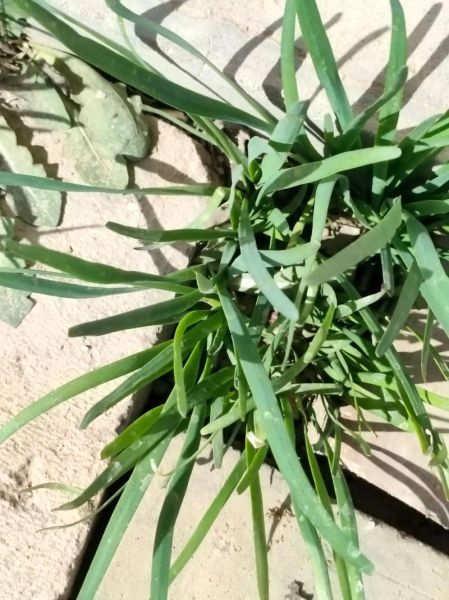 蒲公英治什么病最好_蒲公英的功效与作用-第3张图片-山城妙识