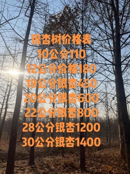 银杏树多少钱一棵_银杏树价格表-第1张图片-山城妙识