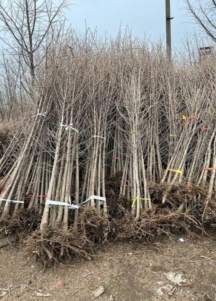 银杏树多少钱一棵_银杏树价格表-第3张图片-山城妙识