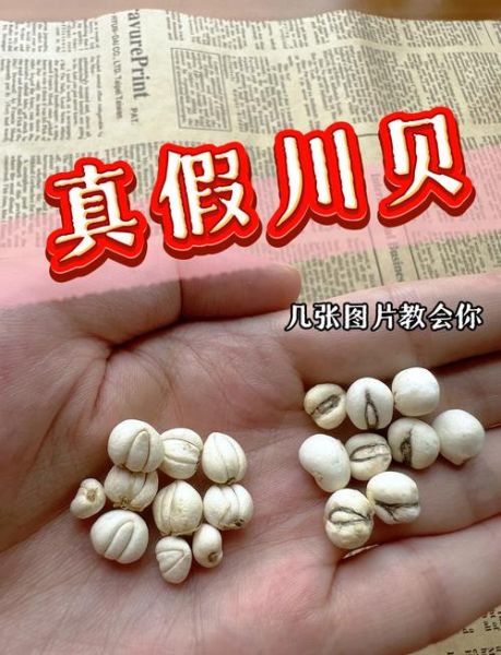 孕妇吃川贝会流产吗_川贝孕妇禁用真相-第2张图片-山城妙识