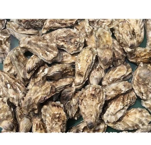 海蛎和生蚝哪个营养高_区别在哪里-第3张图片-山城妙识