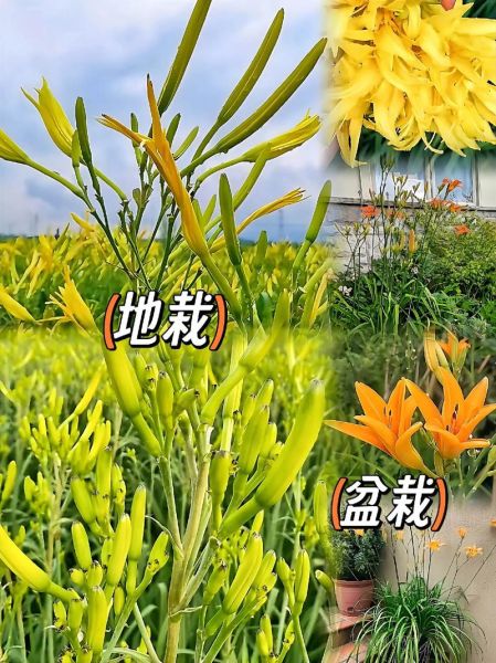 金针菜图片_金针菜和黄花菜的区别-第2张图片-山城妙识