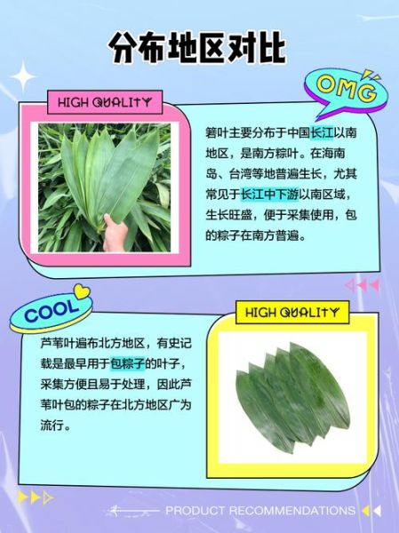 箬叶是什么_箬叶的功效与作用-第2张图片-山城妙识 箬叶是什么_箬叶的功效与作用-第2张图片-山城妙识