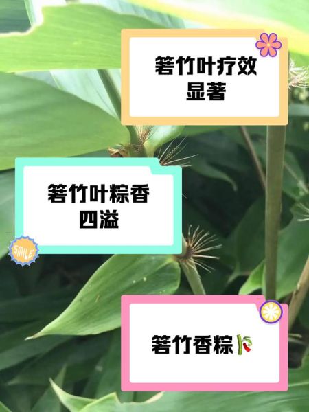 箬叶是什么_箬叶的功效与作用-第1张图片-山城妙识 箬叶是什么_箬叶的功效与作用-第1张图片-山城妙识