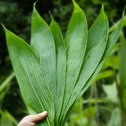 箬叶是什么_箬叶的功效与作用-第3张图片-山城妙识 箬叶是什么_箬叶的功效与作用-第3张图片-山城妙识