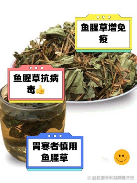 鱼腥草泡水喝的功效与副作用_长期喝鱼腥草水安全吗-第3张图片-山城妙识 鱼腥草泡水喝的功效与副作用_长期喝鱼腥草水安全吗-第3张图片-山城妙识