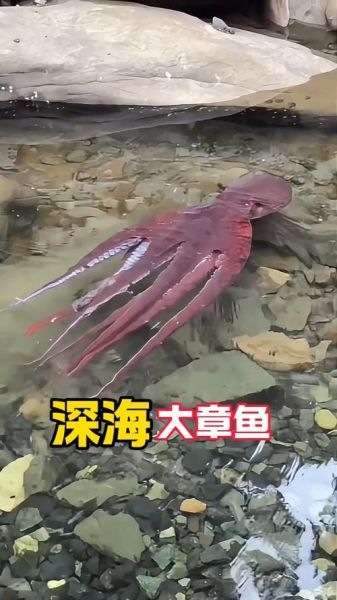 章鱼视频大全免费观看_章鱼视频大全最新地址在哪-第1张图片-山城妙识