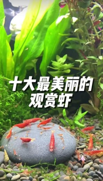 观赏虾怎么养_观赏虾新手入门指南-第2张图片-山城妙识