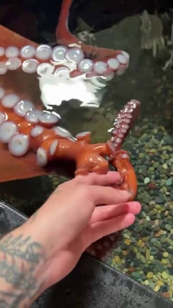 章鱼视频大全免费观看_章鱼视频大全最新地址在哪-第3张图片-山城妙识