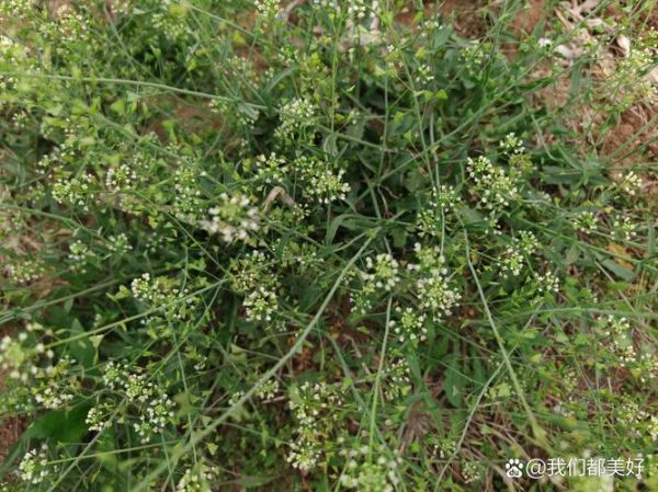 荠菜花什么时候开_荠菜花几月开花-第3张图片-山城妙识