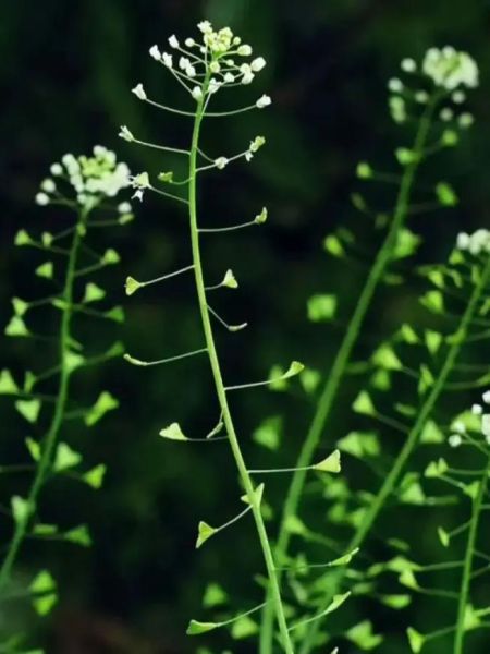荠菜花什么时候开_荠菜花几月开花-第1张图片-山城妙识
