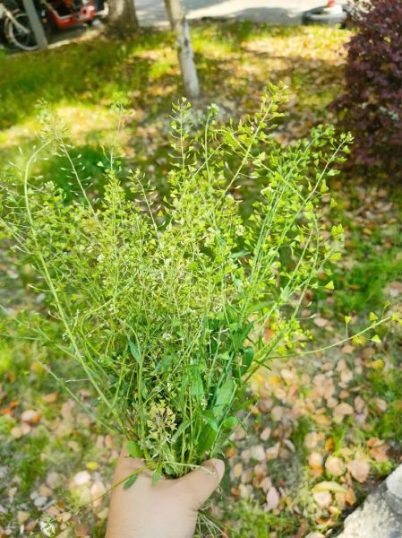 荠菜花什么时候开_荠菜花几月开花-第2张图片-山城妙识