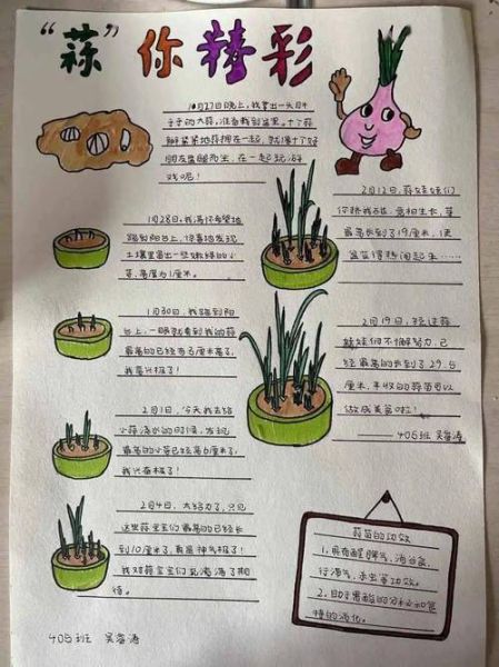 蒜苗怎么种_蒜苗图片生长过程-第1张图片-山城妙识