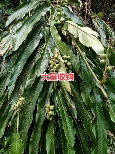 草寇的功效与作用及禁忌_草寇什么人不能吃-第3张图片-山城妙识