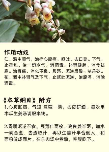 草寇的功效与作用及禁忌_草寇什么人不能吃-第1张图片-山城妙识