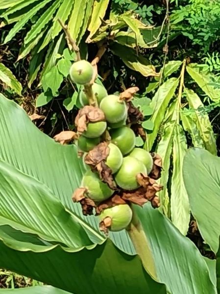 草寇的功效与作用及禁忌_草寇什么人不能吃-第2张图片-山城妙识