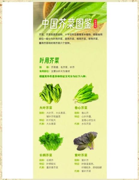 芥菜图片功效与作用_芥菜怎么吃最营养-第1张图片-山城妙识 芥菜图片功效与作用_芥菜怎么吃最营养-第1张图片-山城妙识