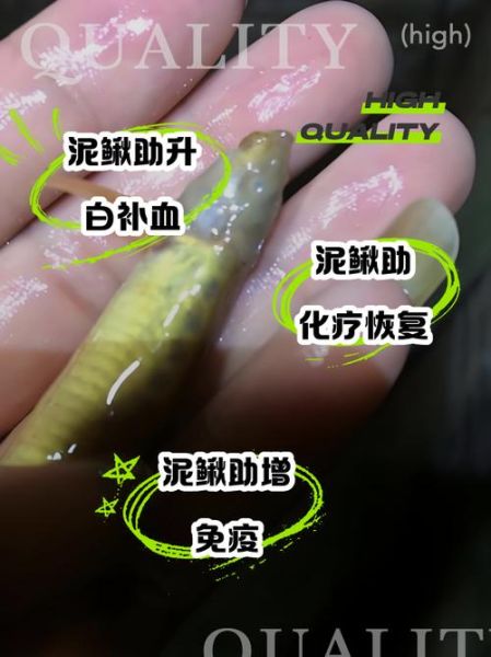 化疗病人泥鳅汤的做法_泥鳅汤对化疗病人有什么好处-第3张图片-山城妙识