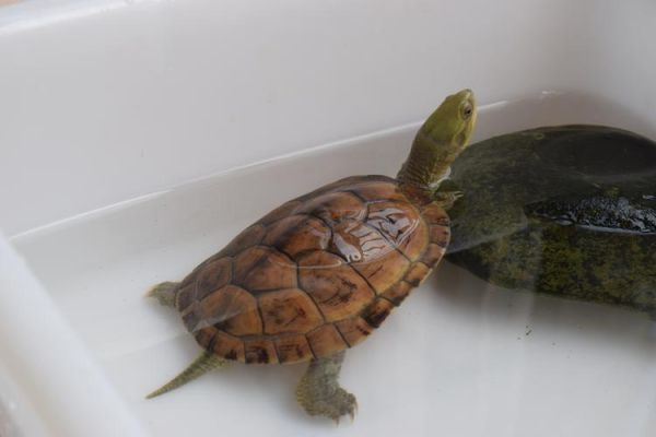 黄喉拟水龟价格多少钱一只_黄喉拟水龟价格2024最新行情-第1张图片-山城妙识