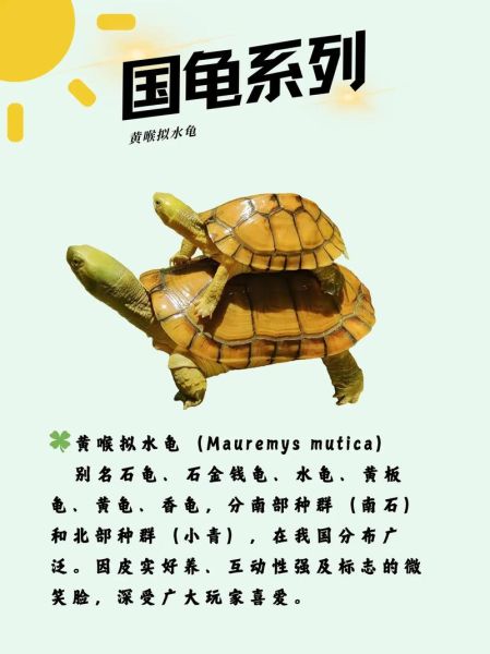 黄喉拟水龟价格多少钱一只_黄喉拟水龟价格2024最新行情-第3张图片-山城妙识