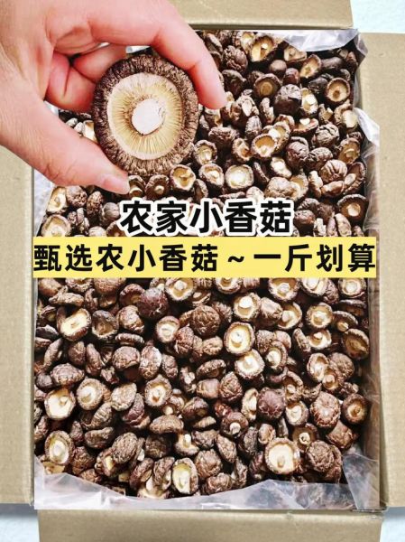 香菇种类图片大全大图_如何分辨常见香菇品种-第3张图片-山城妙识