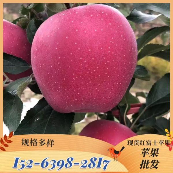 红富士苹果价格走势_今年为什么涨价-第3张图片-山城妙识