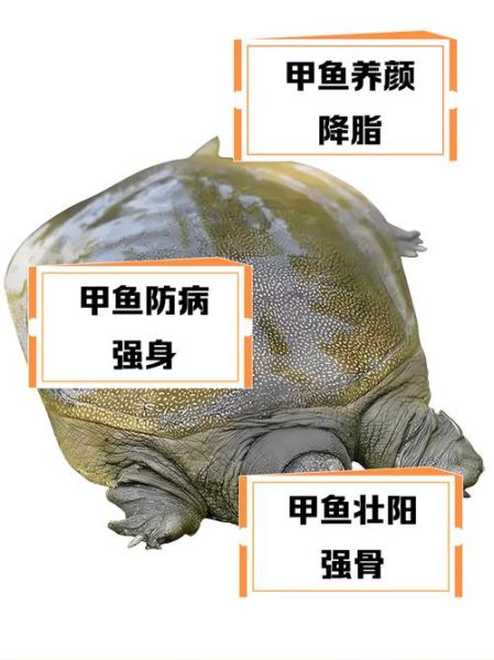 吃甲鱼遭报应是真的吗_甲鱼灵性禁忌-第1张图片-山城妙识 吃甲鱼遭报应是真的吗_甲鱼灵性禁忌-第1张图片-山城妙识