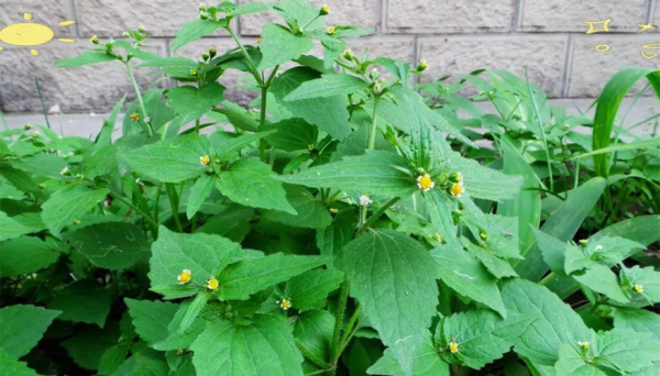 牛膝菊的功效与作用_牛膝菊能治疗哪些疾病-第3张图片-山城妙识