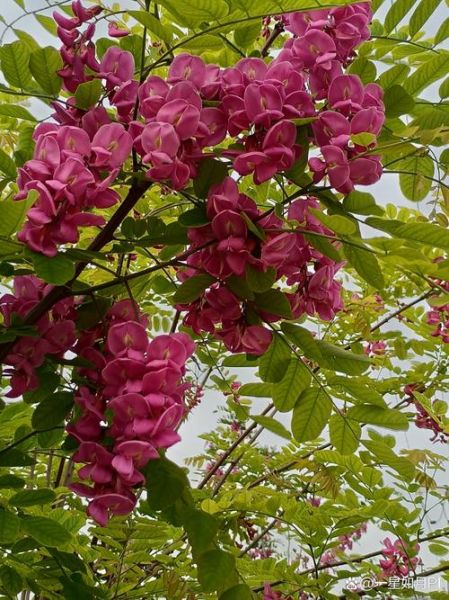 红色洋槐花能吃吗_红色槐花食用禁忌-第1张图片-山城妙识