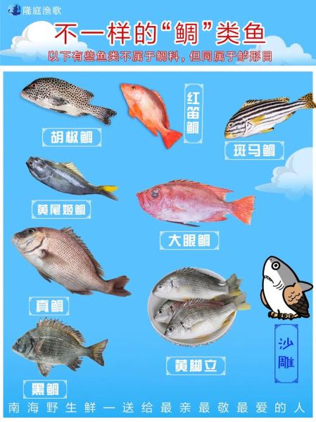 鲷鱼种类图解_如何区分真鲷与黑鲷-第1张图片-山城妙识