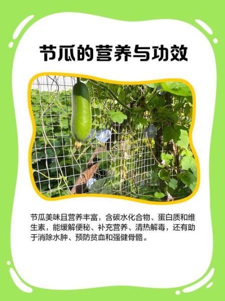 节瓜怎么种_节瓜和冬瓜的区别-第3张图片-山城妙识