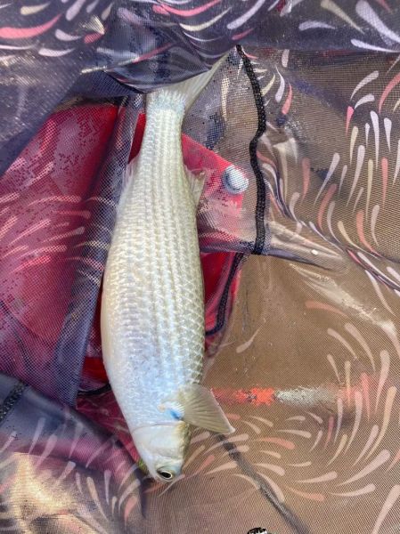 乌头鱼价格多少钱一斤_乌头鱼多少钱一斤最新行情-第3张图片-山城妙识