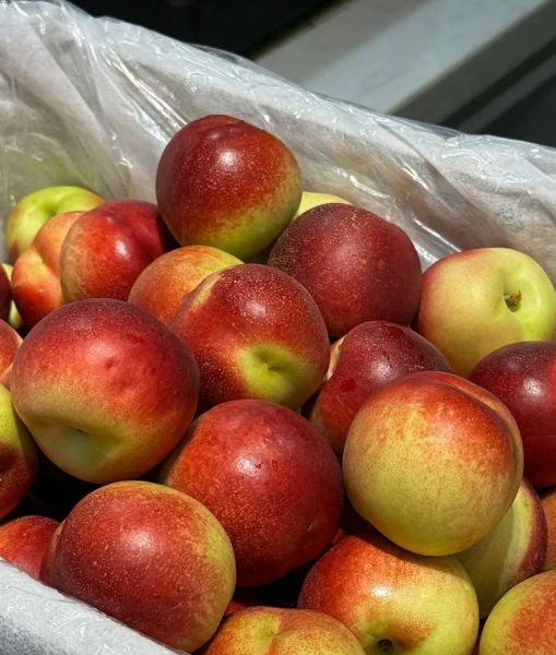 蜜枣桃产地在哪里_蜜枣桃是哪里的特产-第1张图片-山城妙识 蜜枣桃产地在哪里_蜜枣桃是哪里的特产-第1张图片-山城妙识