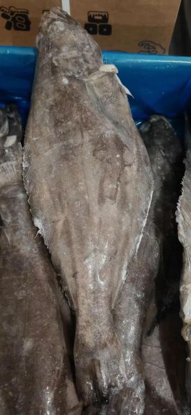 鲽鱼长什么样_鲽鱼外形特征图解-第3张图片-山城妙识 鲽鱼长什么样_鲽鱼外形特征图解-第3张图片-山城妙识