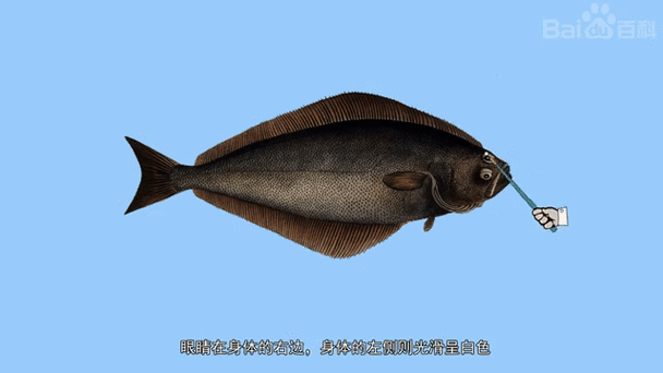 鲽鱼长什么样_鲽鱼外形特征图解-第2张图片-山城妙识 鲽鱼长什么样_鲽鱼外形特征图解-第2张图片-山城妙识