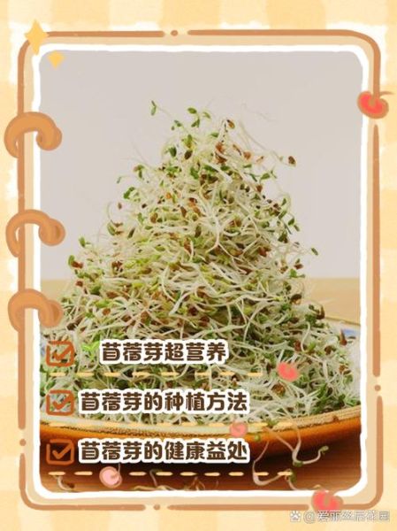 苜蓿芽怎么种_苜蓿芽家庭做法-第1张图片-山城妙识