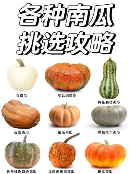 南瓜有哪些品种_南瓜种类怎么区分-第3张图片-山城妙识 南瓜有哪些品种_南瓜种类怎么区分-第3张图片-山城妙识