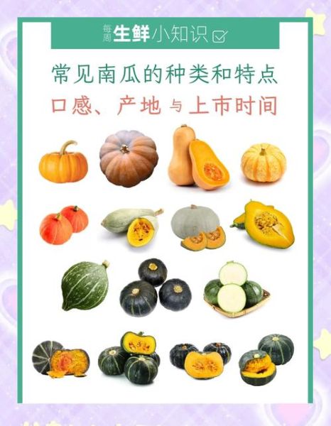 南瓜有哪些品种_南瓜种类怎么区分-第2张图片-山城妙识 南瓜有哪些品种_南瓜种类怎么区分-第2张图片-山城妙识