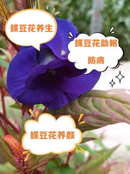 蝶豆花有什么功效_蝶豆花的禁忌有哪些-第1张图片-山城妙识
