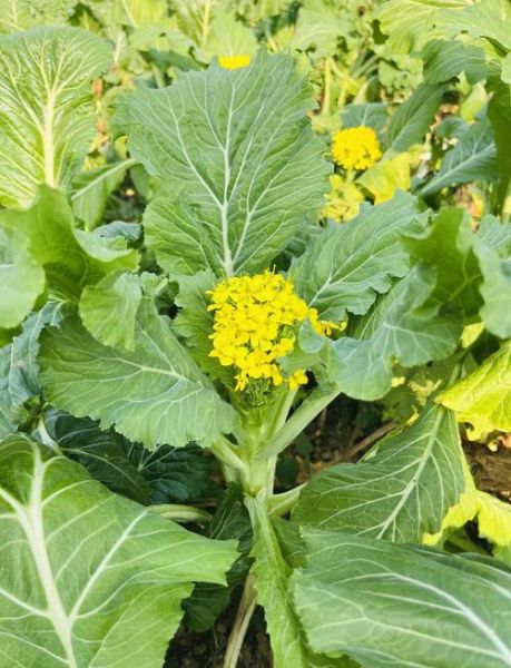 增城迟菜心什么时候上市_增城迟菜心怎么做好吃-第3张图片-山城妙识 增城迟菜心什么时候上市_增城迟菜心怎么做好吃-第3张图片-山城妙识