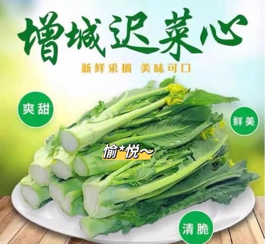 增城迟菜心什么时候上市_增城迟菜心怎么做好吃-第2张图片-山城妙识 增城迟菜心什么时候上市_增城迟菜心怎么做好吃-第2张图片-山城妙识