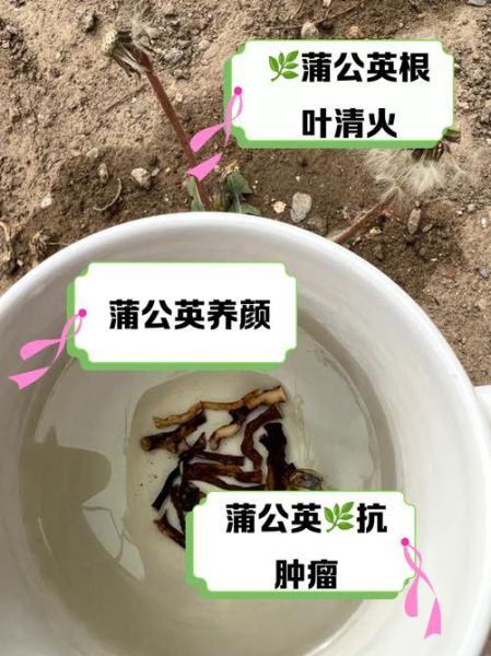 蒲公英怎么吃功效最好_蒲公英根和叶哪个更营养-第2张图片-山城妙识