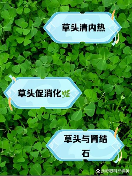 孕妇能不能吃草头_草头孕妇能吃吗-第2张图片-山城妙识