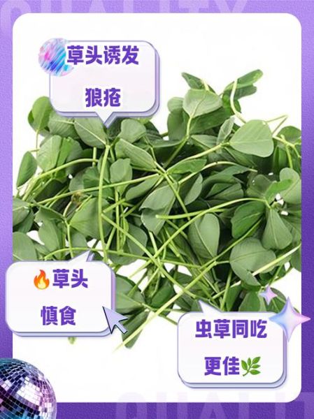 孕妇能不能吃草头_草头孕妇能吃吗-第1张图片-山城妙识