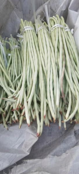 白豇豆图片大全_白豇豆怎么挑选-第2张图片-山城妙识