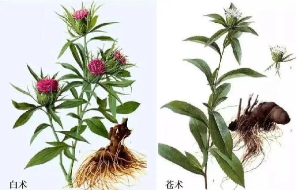 苍术能祛湿吗_苍术与白术的区别-第3张图片-山城妙识