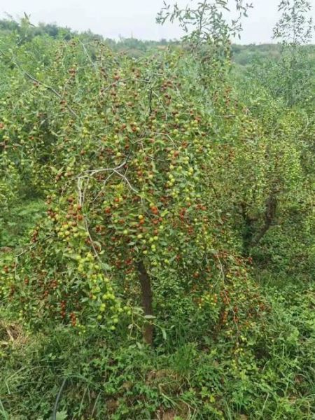 酸枣图片大全大图_酸枣长什么样-第3张图片-山城妙识